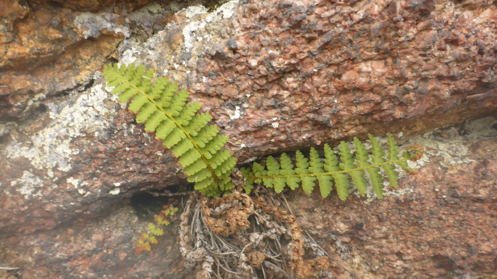 Dryopteris fragrans (L.) Schott