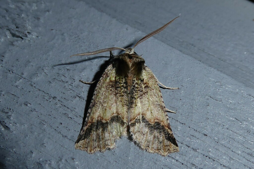 Forest Semilooper from 83 Beach Street, Waikouaiti 9510, New Zealand on ...