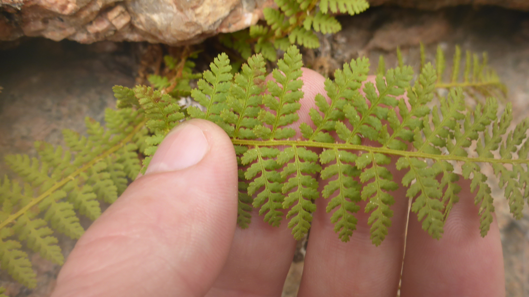 Dryopteris fragrans (L.) Schott
