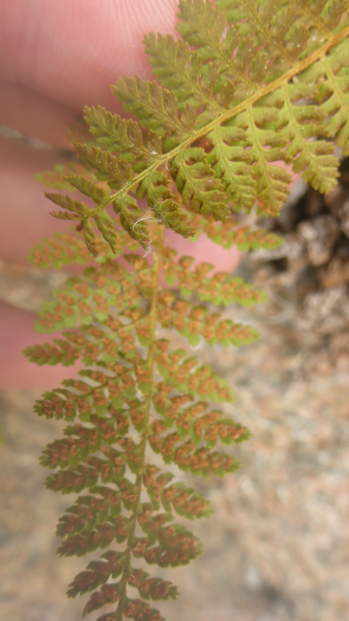 Dryopteris fragrans (L.) Schott