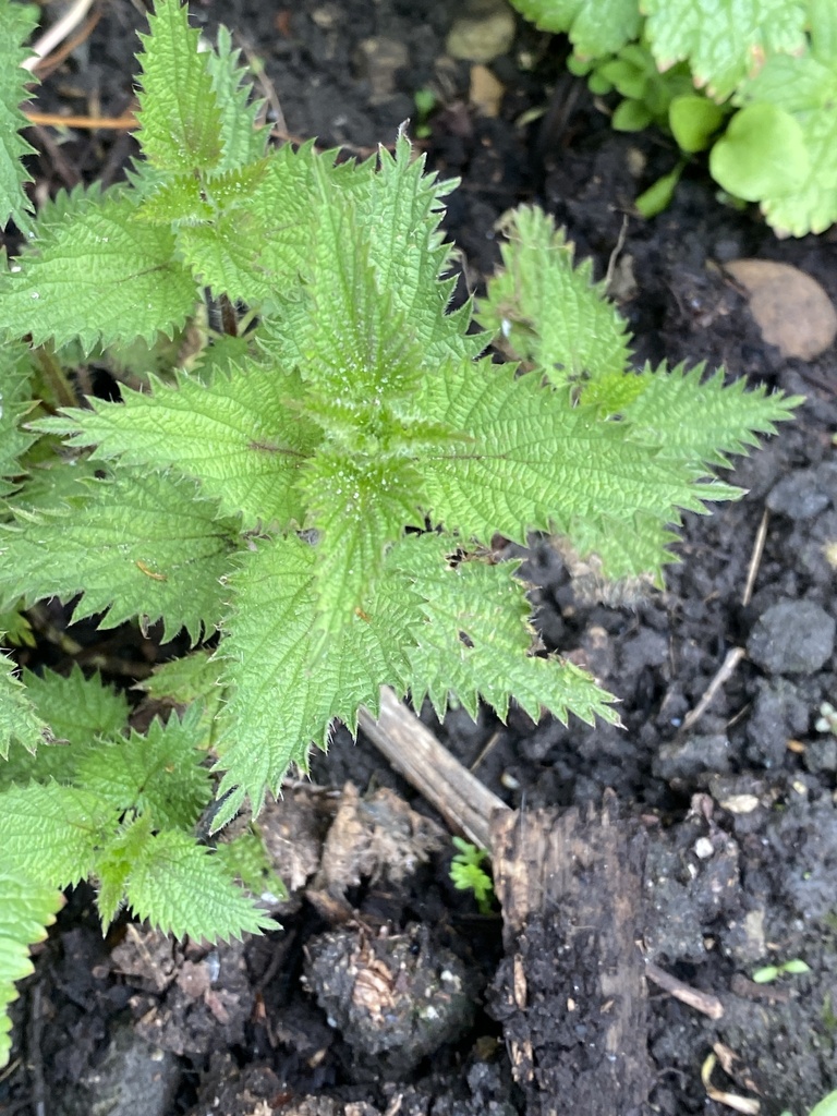 great stinging nettle from Park Estate, York, England, GB on May 7 ...