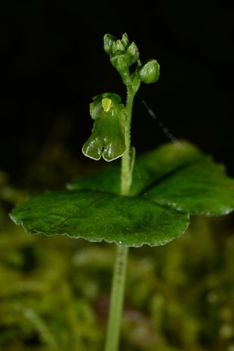 Neottia breviscapa · iNaturalist