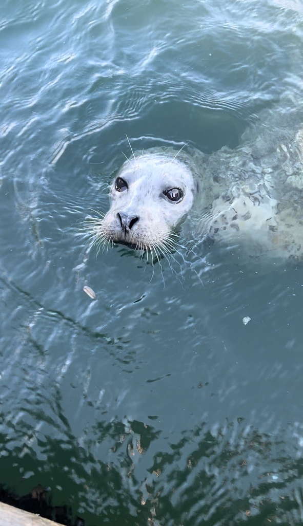 Earless Seals from Capital, CA-BC, CA on May 08, 2023 at 02:01 AM by ...
