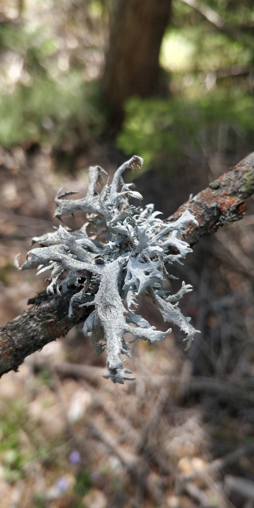 tree moss from Seit 41, 39055 Laives BZ, Italië on May 5, 2023 at 02:35 ...