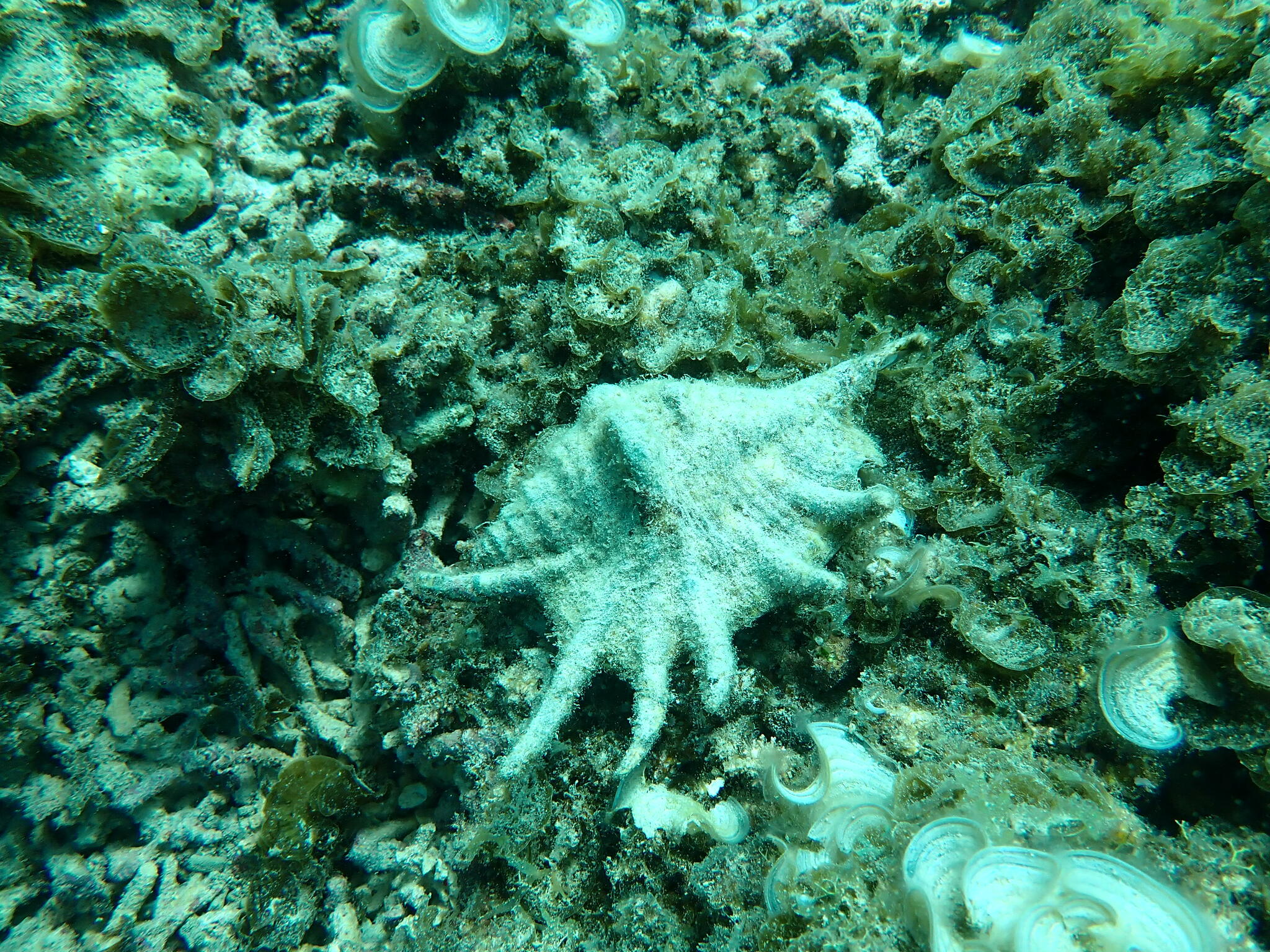 Lambis lambis (Linnaeus, 1758)