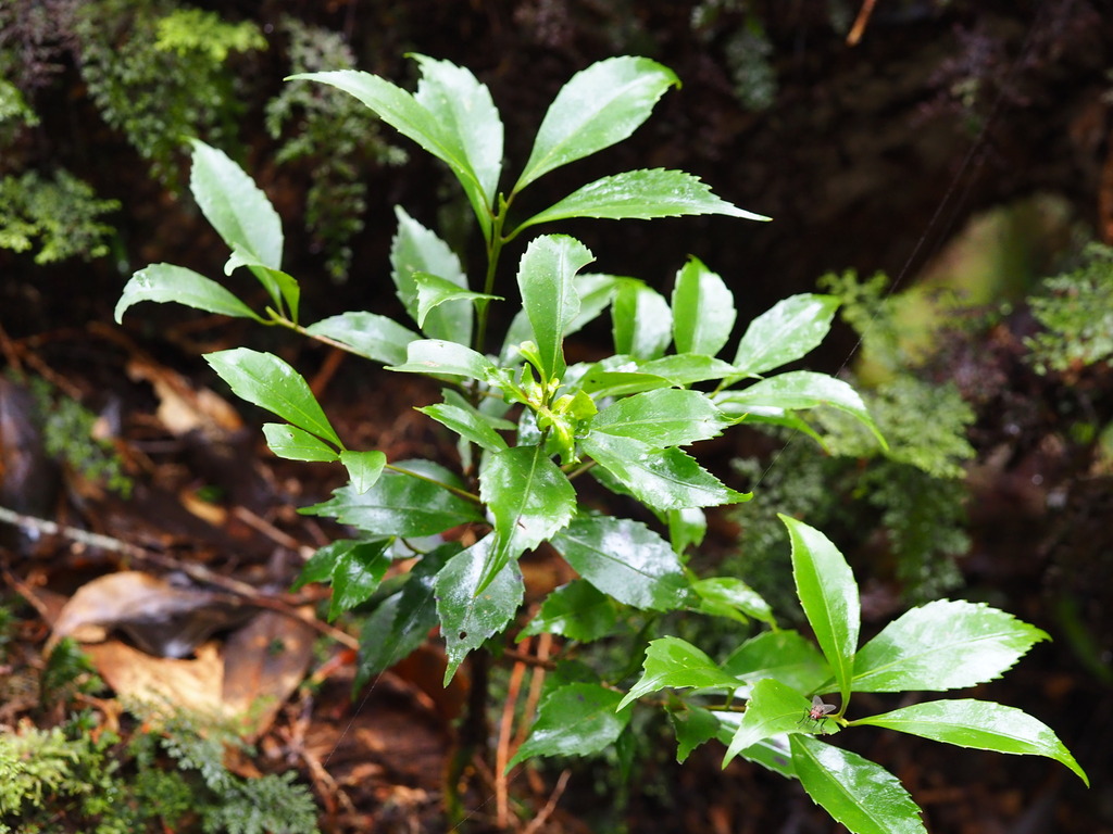 Symplocos migoi from 台灣新北市 on April 7, 2023 at 09:44 AM by 葉子 · iNaturalist