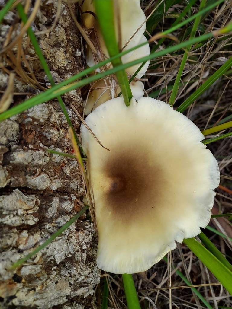 Ghost Fungus From 2297 F4 Picnic Point Nsw 2213 Australia On May 08
