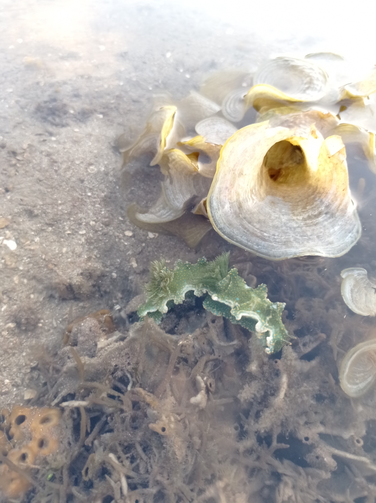 Miamira sinuata (van Hasselt, 1824)