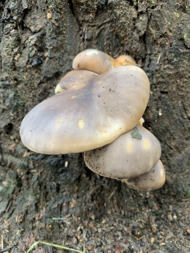 ghost fungus from Warranwood Reserve, Warranwood, VIC, AU on May 08 ...