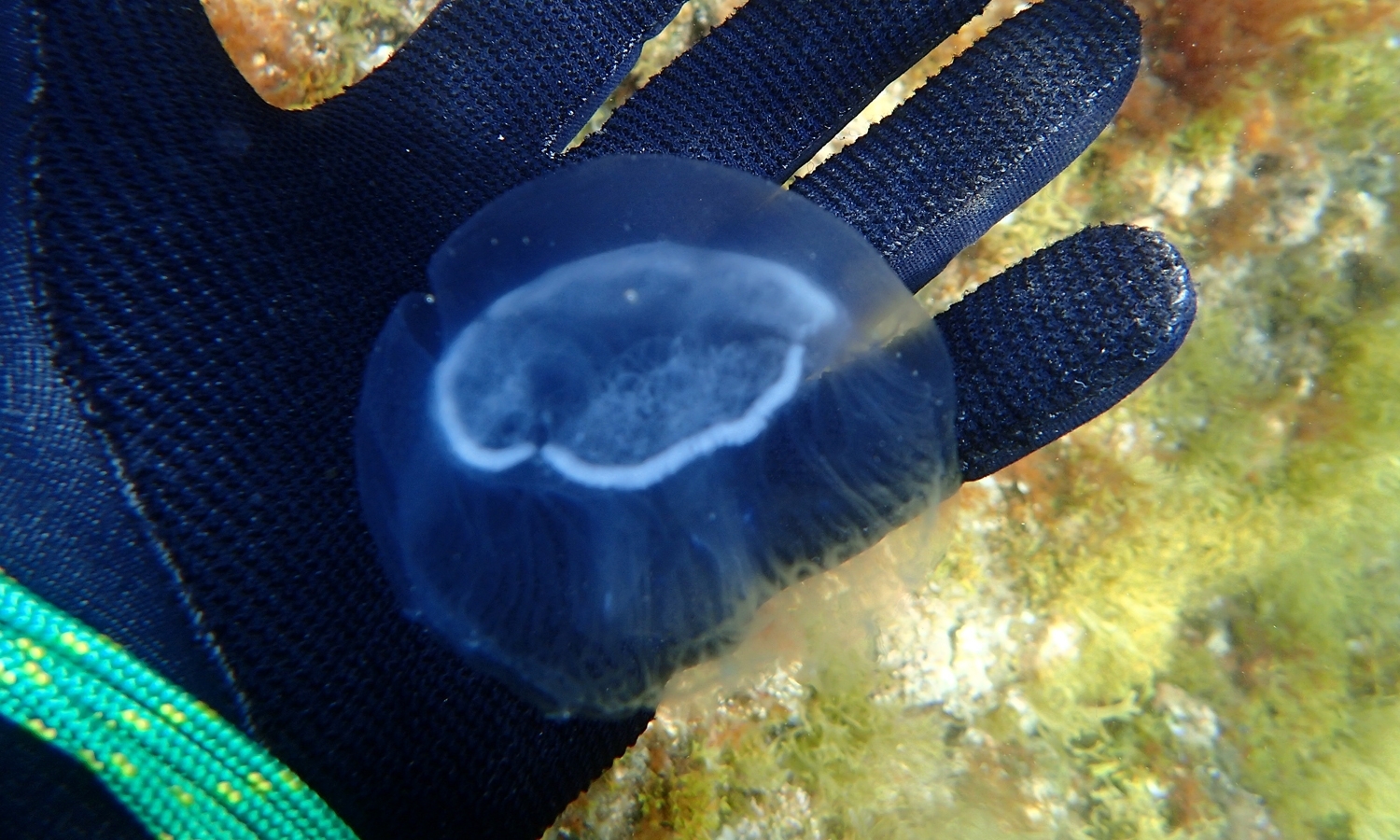 Discomedusa lobata Claus, 1877