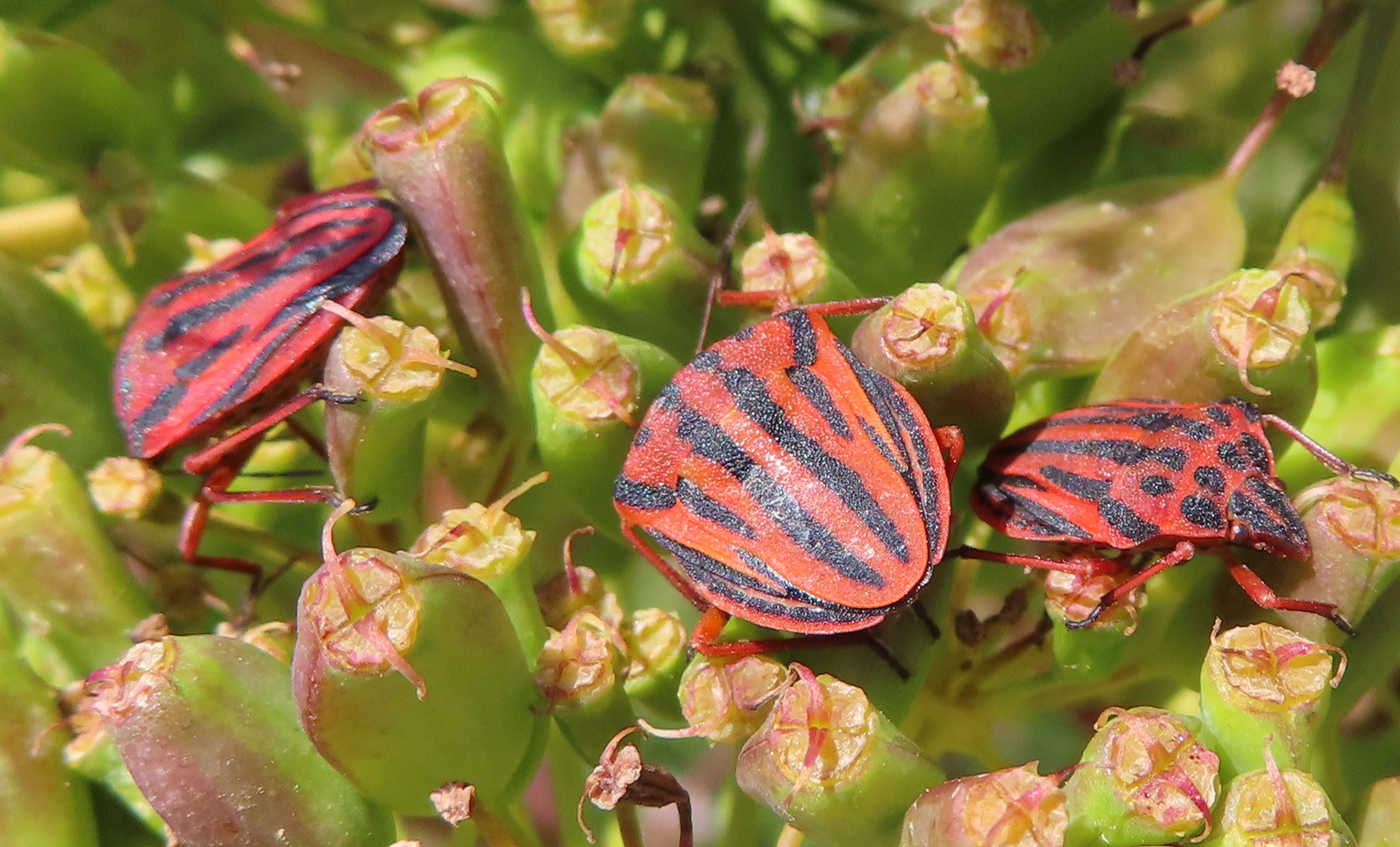 Graphosoma semipunctatum (Fabricius, 1775)