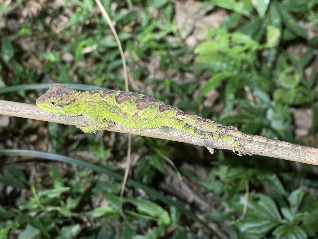 Okinawa Tree Lizard in May 2023 by emirg1028 · iNaturalist
