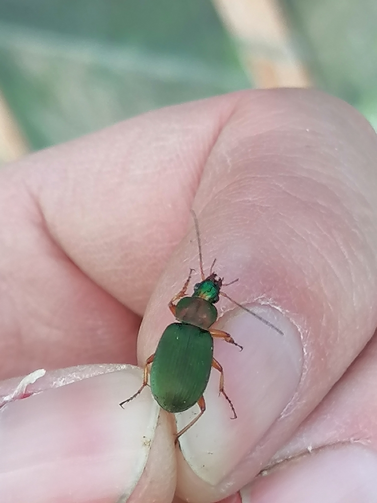 Chlaenius nitidulus from Садовое общество "Буревестник", Большое ...