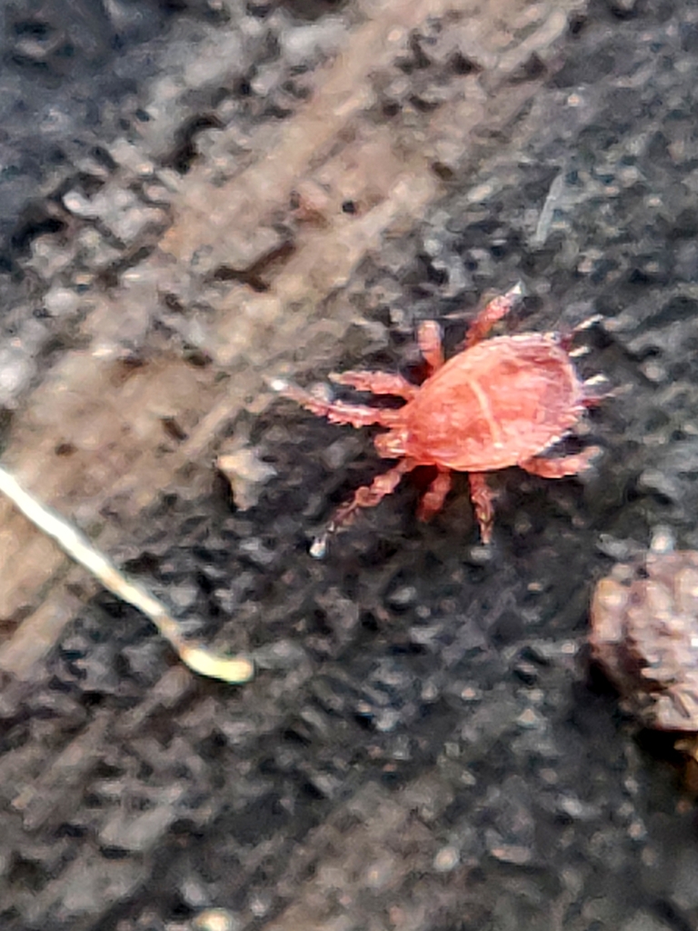 Ascidae from 22950 Trégueux, France on May 8, 2023 at 09:52 AM by jfb22 ...