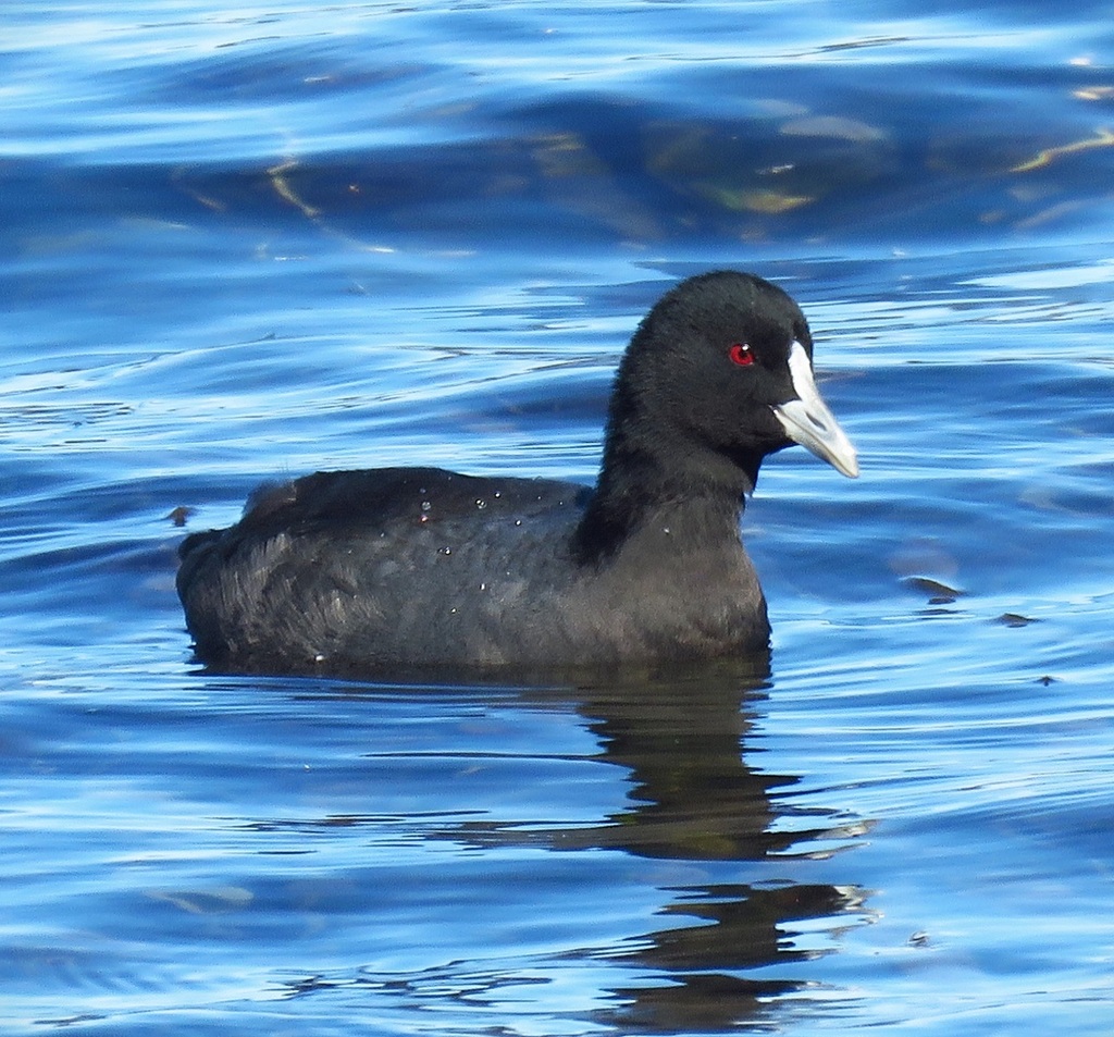 Australasian Coot from Wallerawang NSW 2845, Australia on May 08, 2023 ...