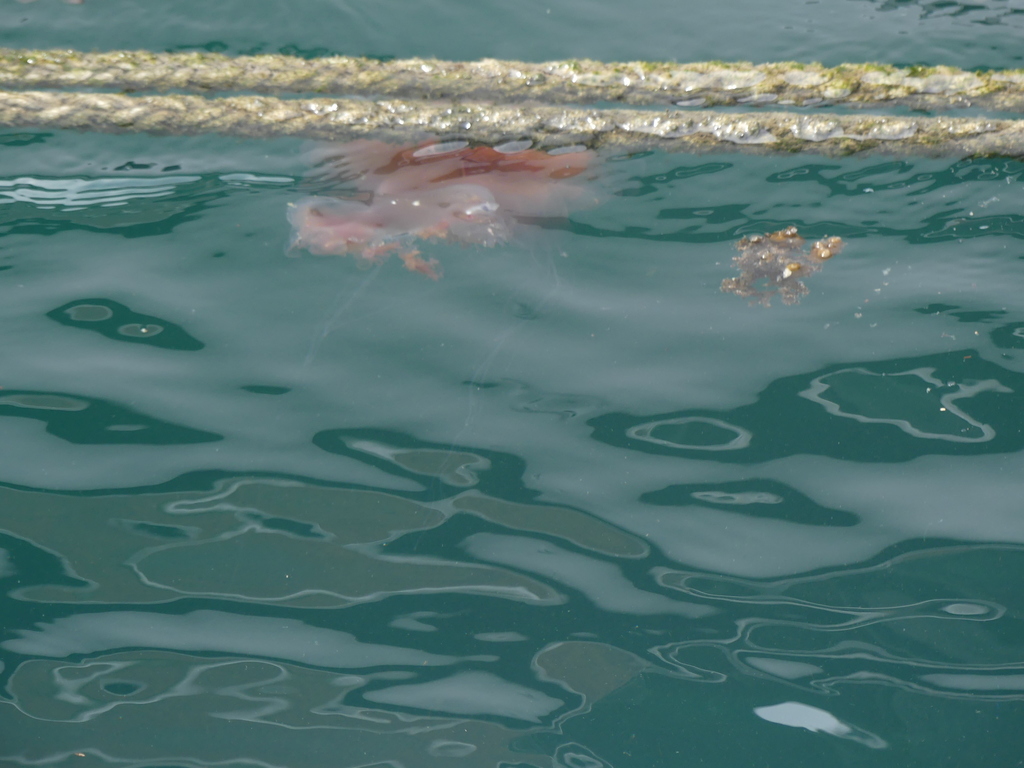 Cyanea rosea from New South Wales, Australia on October 9, 2018 at 02: ...