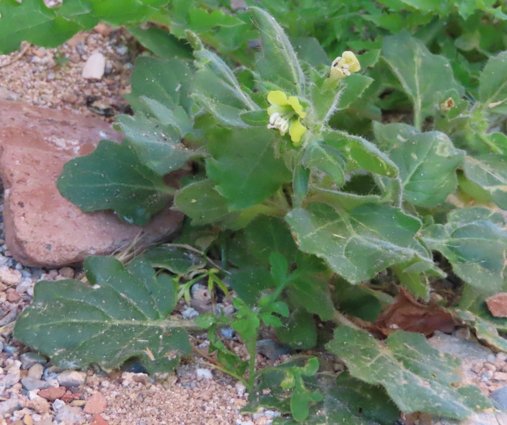 white henbane from Peloponnese Region, Greece on May 8, 2023 at 09:58 ...