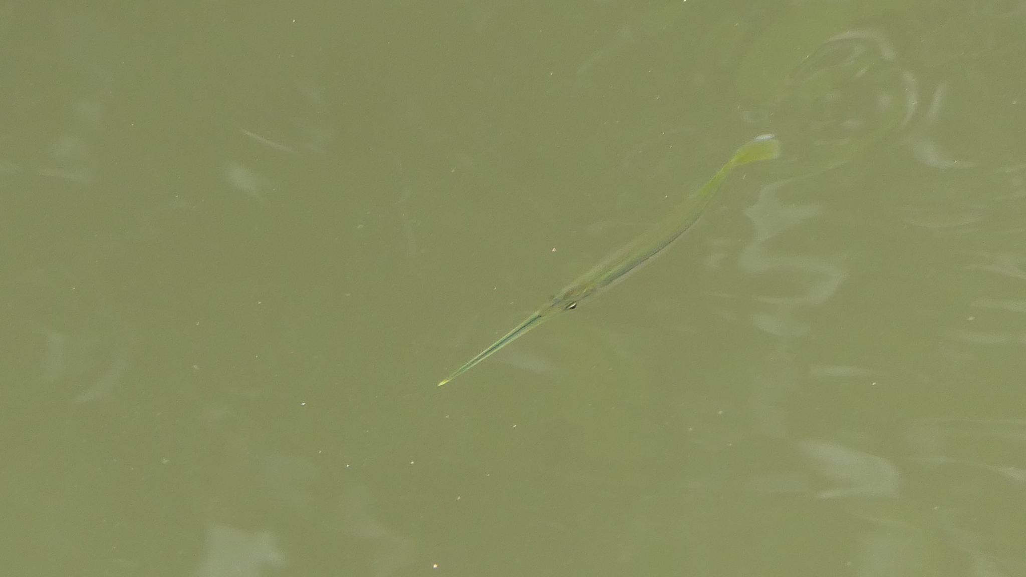 Zenarchopterus buffonis (Valenciennes, 1847)