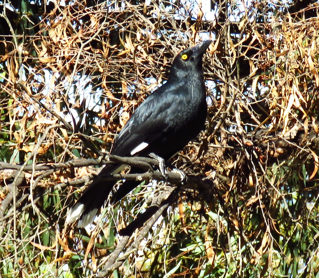 Pied Currawong from Wallerawang NSW 2845, Australia on May 08, 2023 at ...