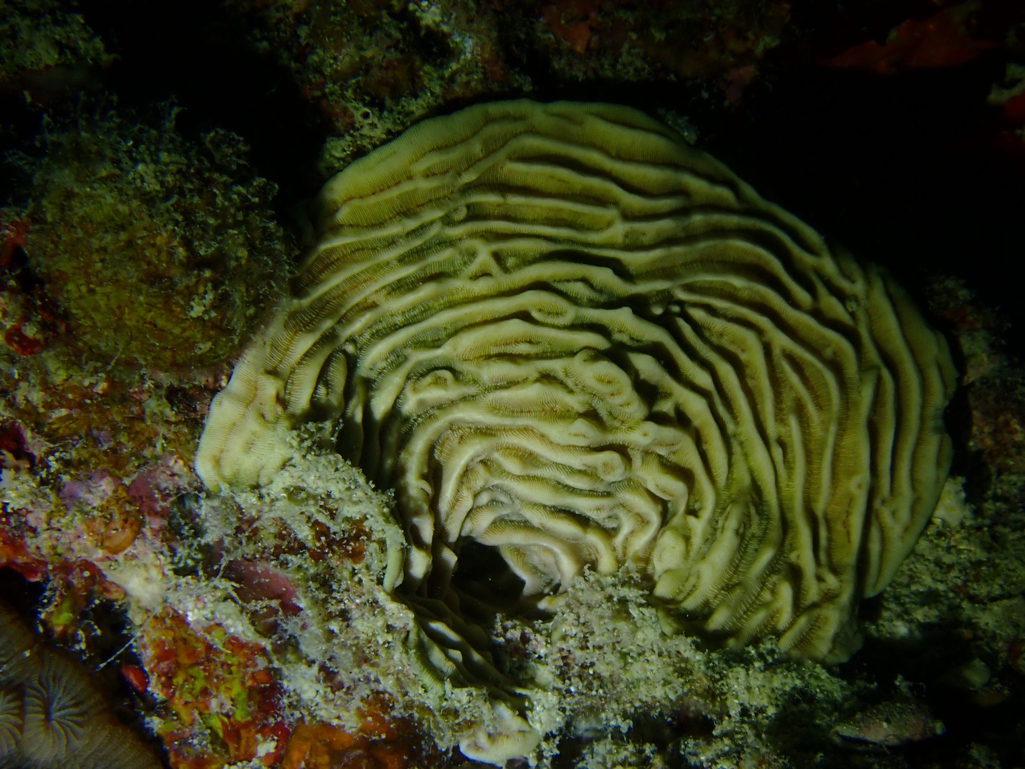 Pachyseris speciosa (Dana, 1846)