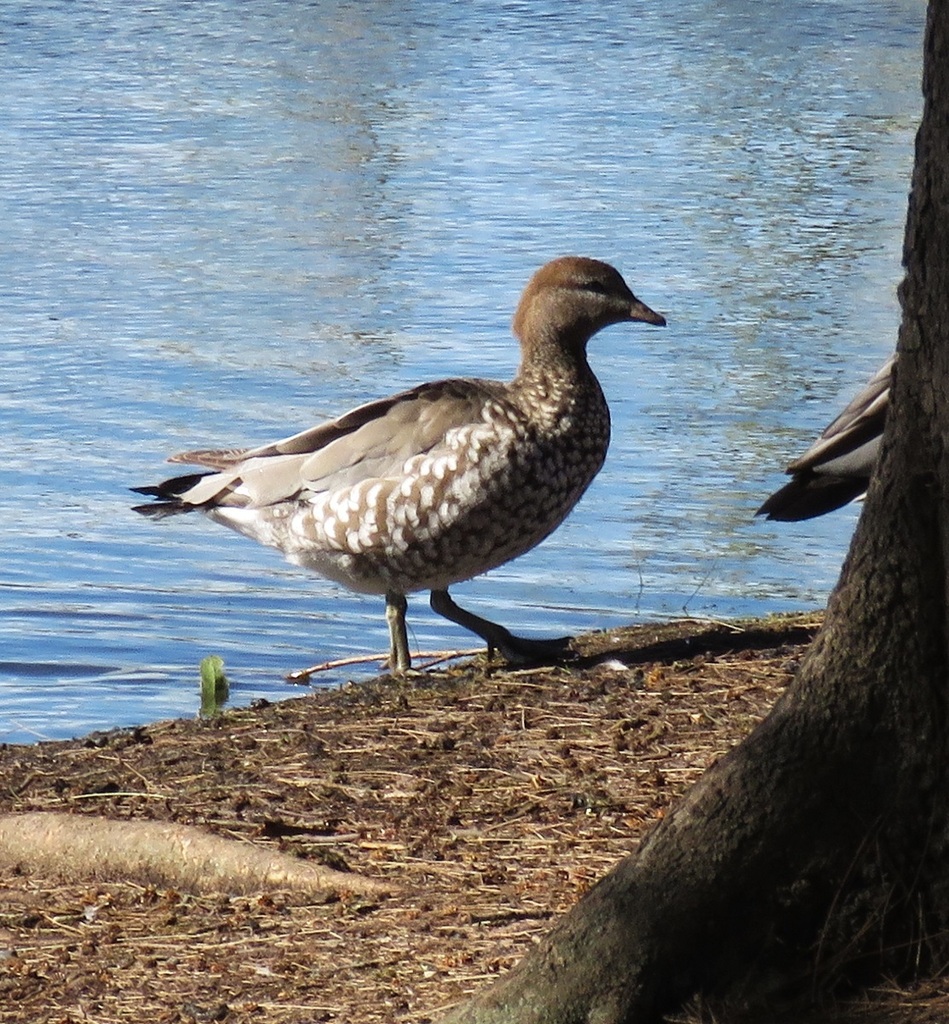 Australian Wood Duck from Wallerawang NSW 2845, Australia on May 08 ...