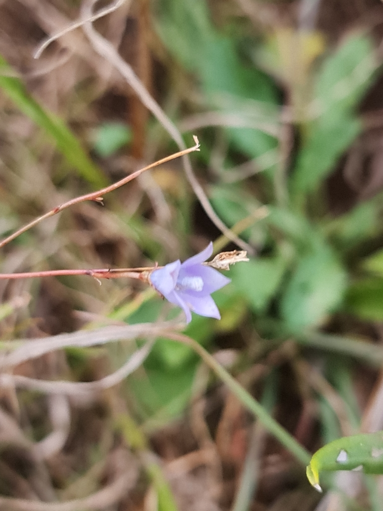 African Blue Bell from Merafong City Local Municipality, South Africa ...