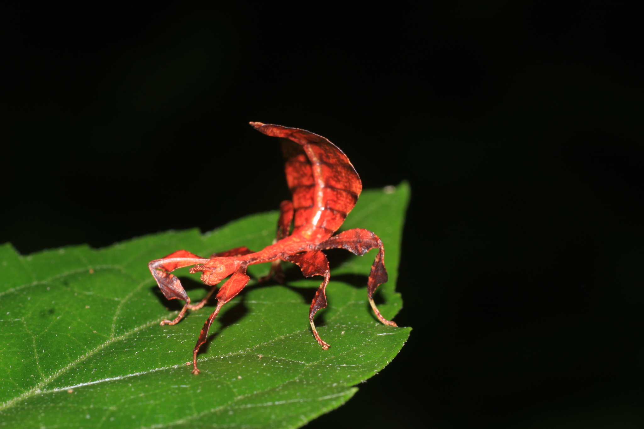 Phylliidae