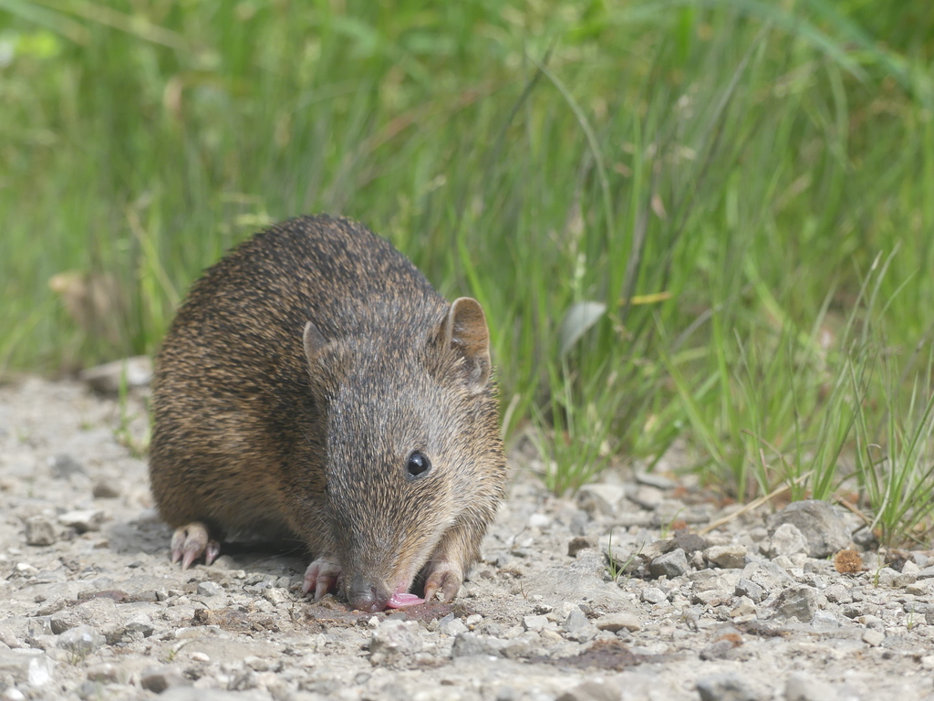 Bandicoots and Bilbies (Peramelemorphia) - Know Your Mammals