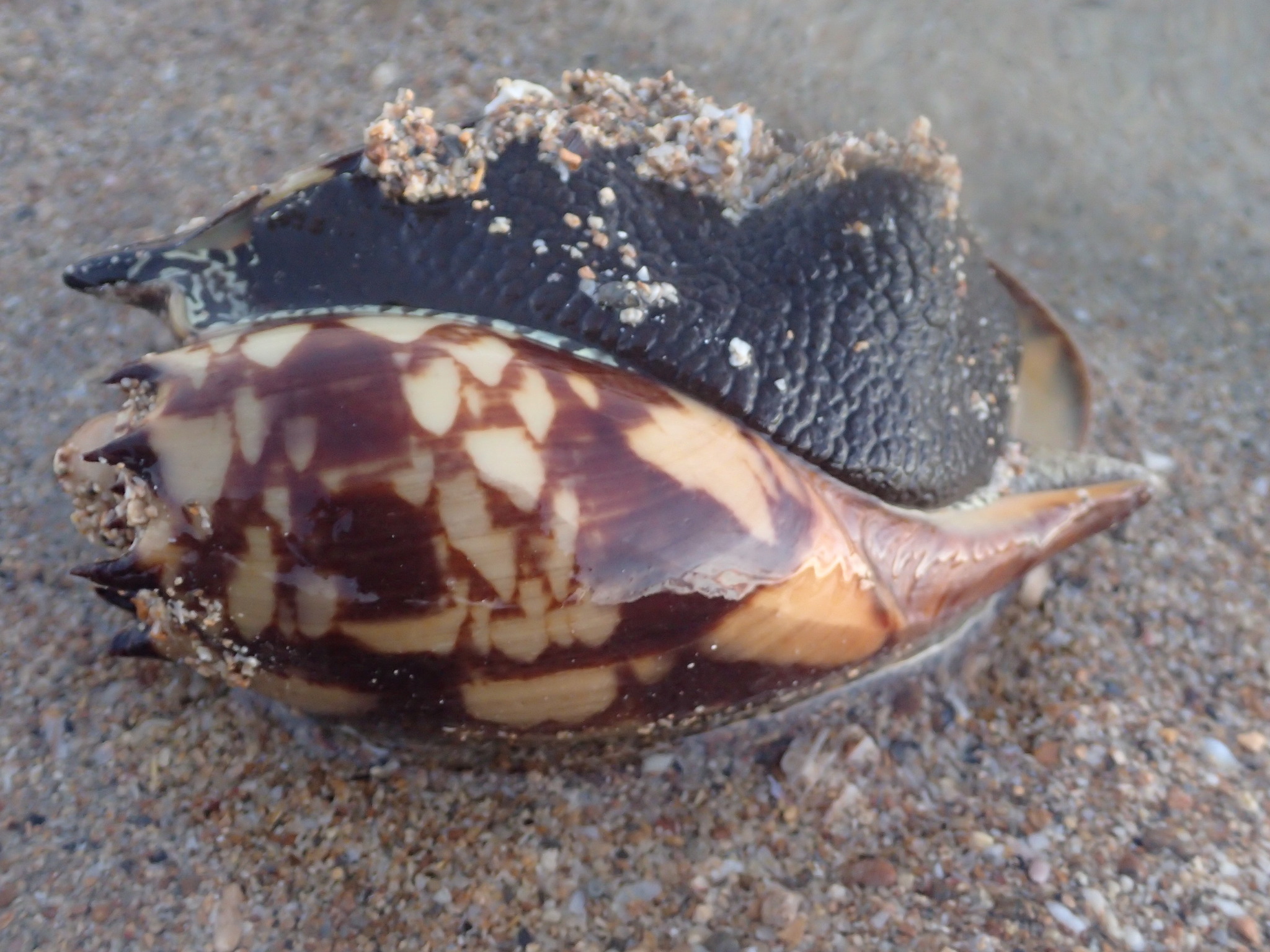 Melo amphora (Lightfoot, 1786)