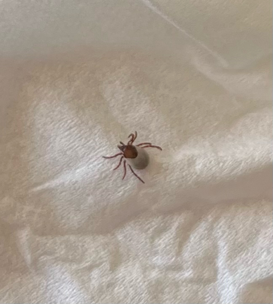 Groundhog Tick from Québec on April 10, 2023 at 12:28 PM by jasbreton ...