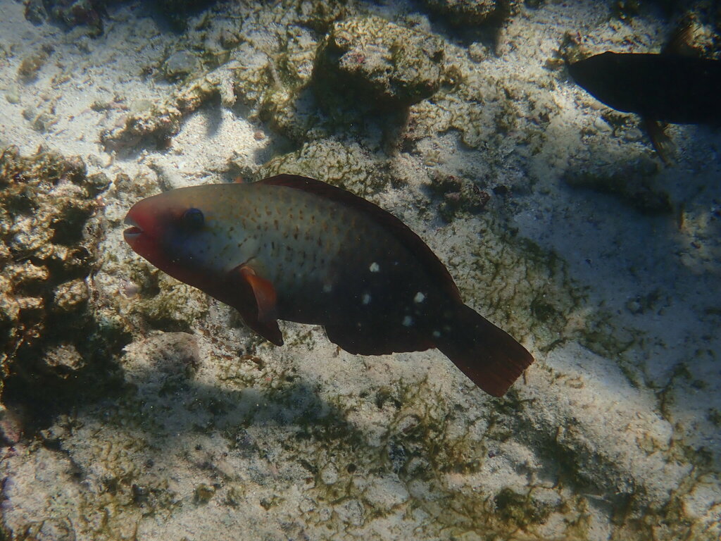 Pacific Bullethead Parrotfish from Oyster Stacks, WA, Australia on ...