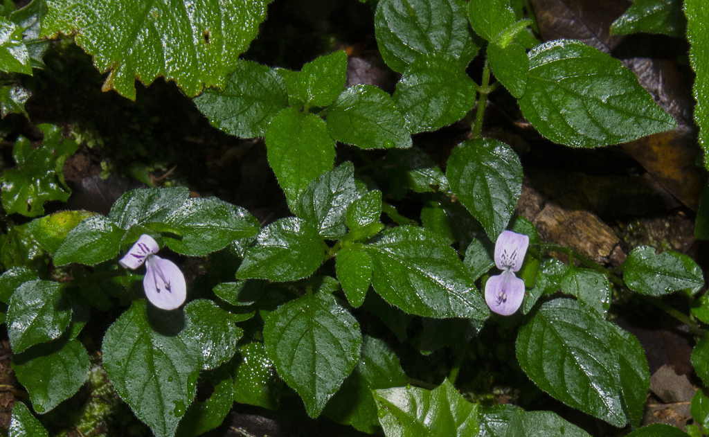 Hypoestes triflora from 57 Karkloof Rd, Howick, 3290, South Africa on ...