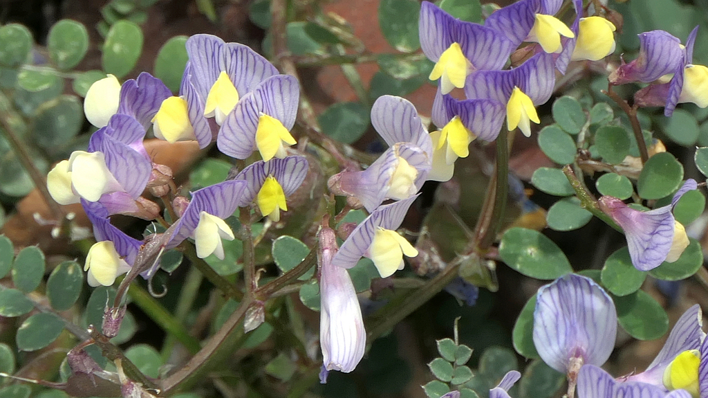 Peas, Vetches, and Allies (Fabeae) - Botanical Realm