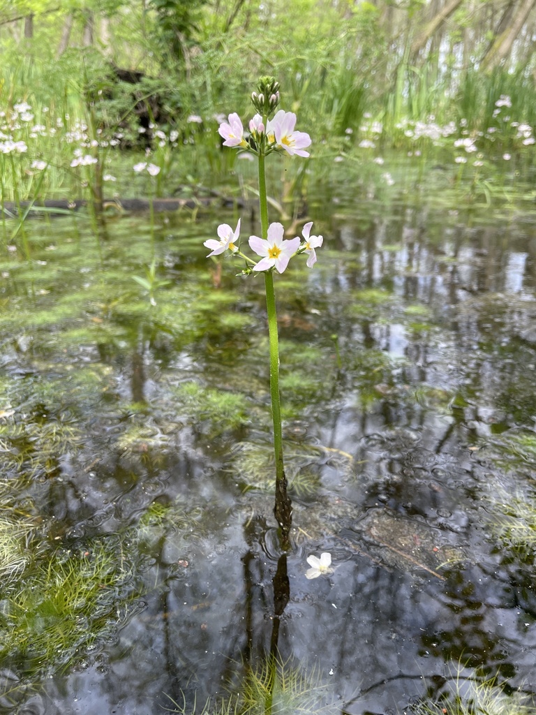 Water Violet from Létavértes, HB, HU on May 8, 2023 at 02:47 PM by ...
