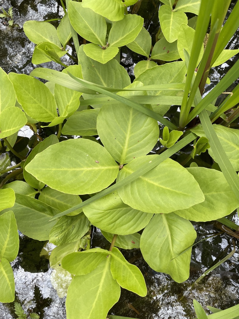 Bogbean from Létavértes, HB, HU on May 8, 2023 at 02:53 PM by blukacs ...