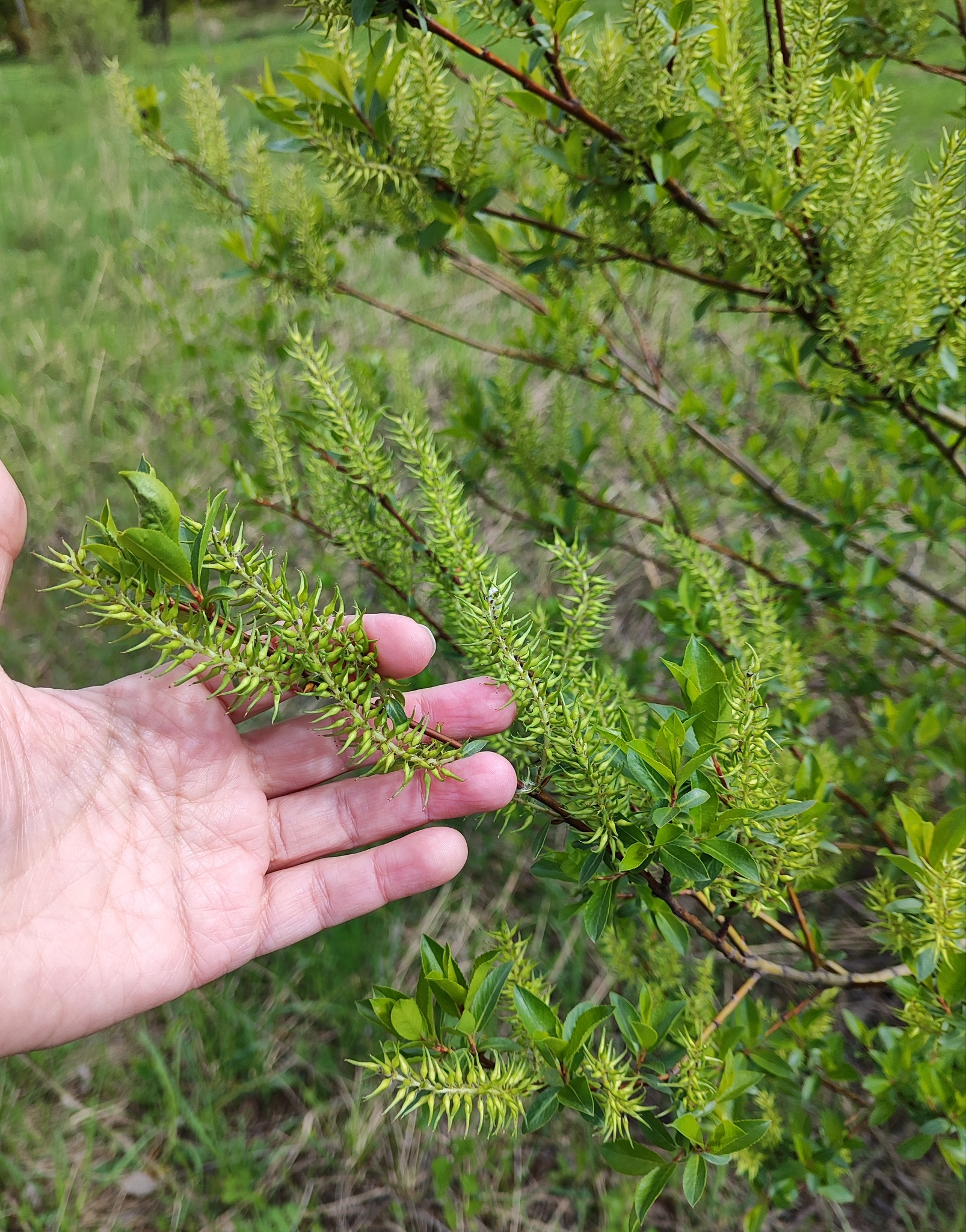 Salix myrsinifolia Salisb.