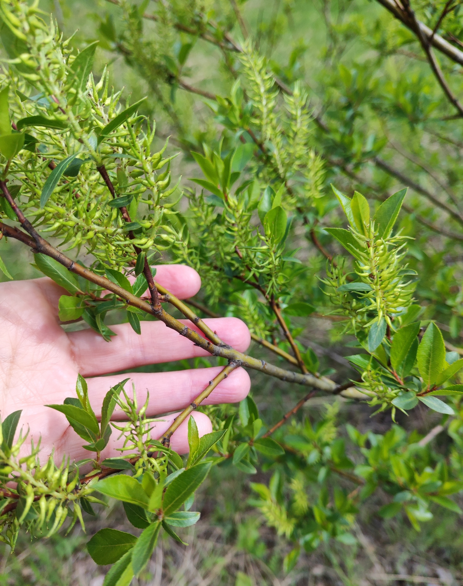 Salix myrsinifolia Salisb.