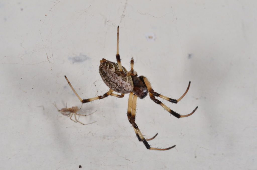 Asian Hermit Spider from Bù Gia Mập, Bình Phước, Вьетнам on October 26 ...