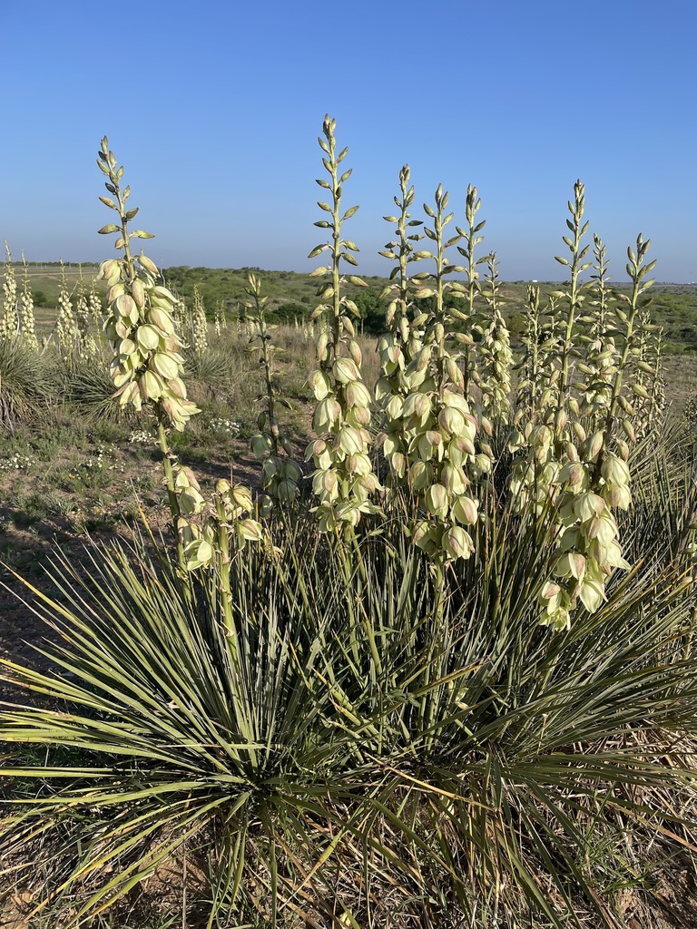 Great Plains yucca (Plants of Boulder Canyon) · iNaturalist