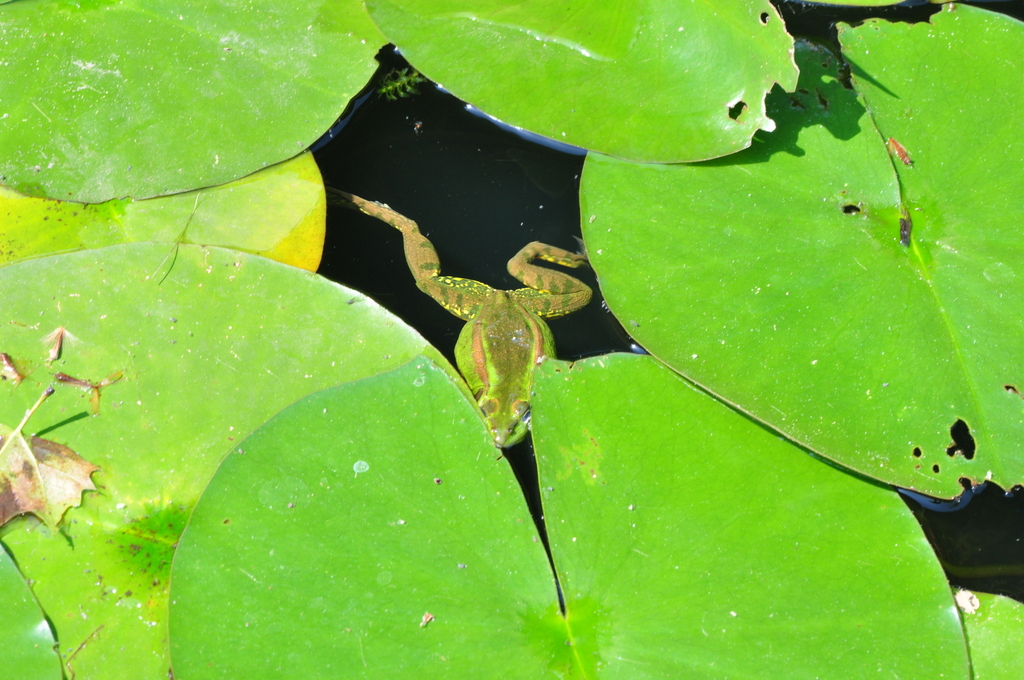 Eastern Golden Frog from 中国湖北省武汉市武昌区武汉植物园 on May 11, 2014 at 03:01 PM ...