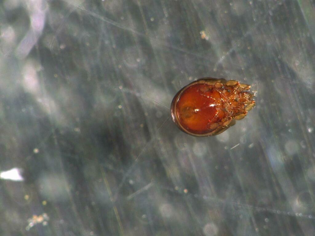 beetle mites from Candelo NSW 2550, Australia on February 15, 2023 at ...