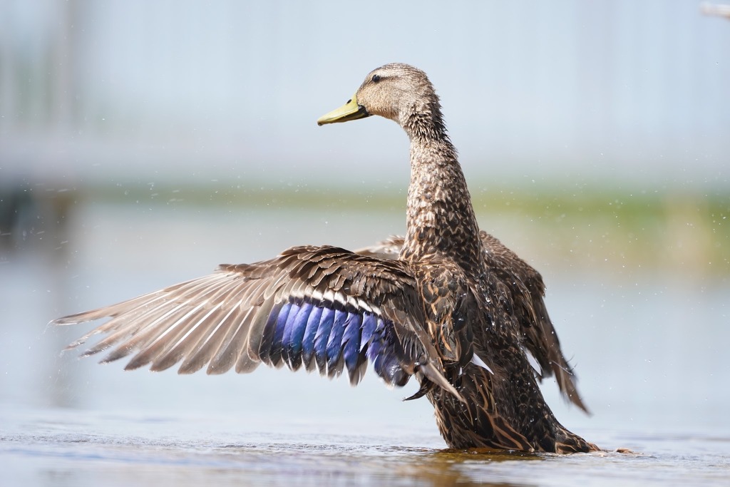 Mallard × Mottled Duck from Palm Beach County, FL, USA on May 7, 2023 ...