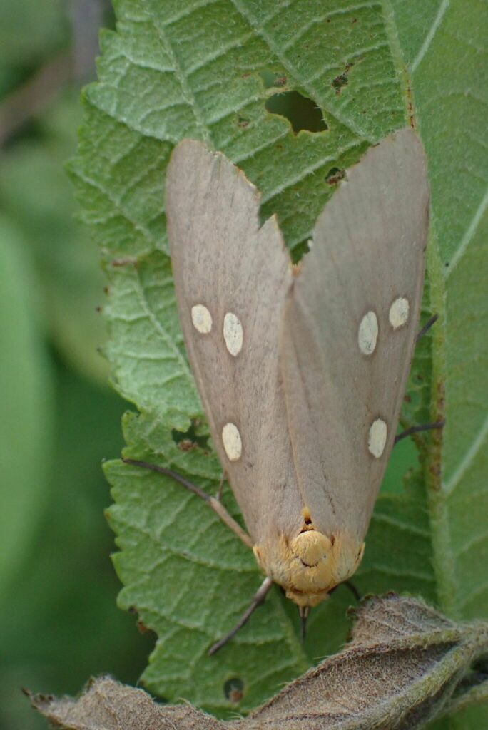 Laughing Dice Moth from Sabiepark, Sabie Park, 1260, South Africa on ...