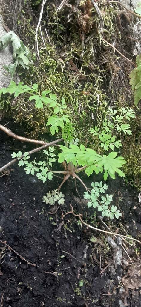 climbing fumitory in May 2023 by theancientwatcher · iNaturalist
