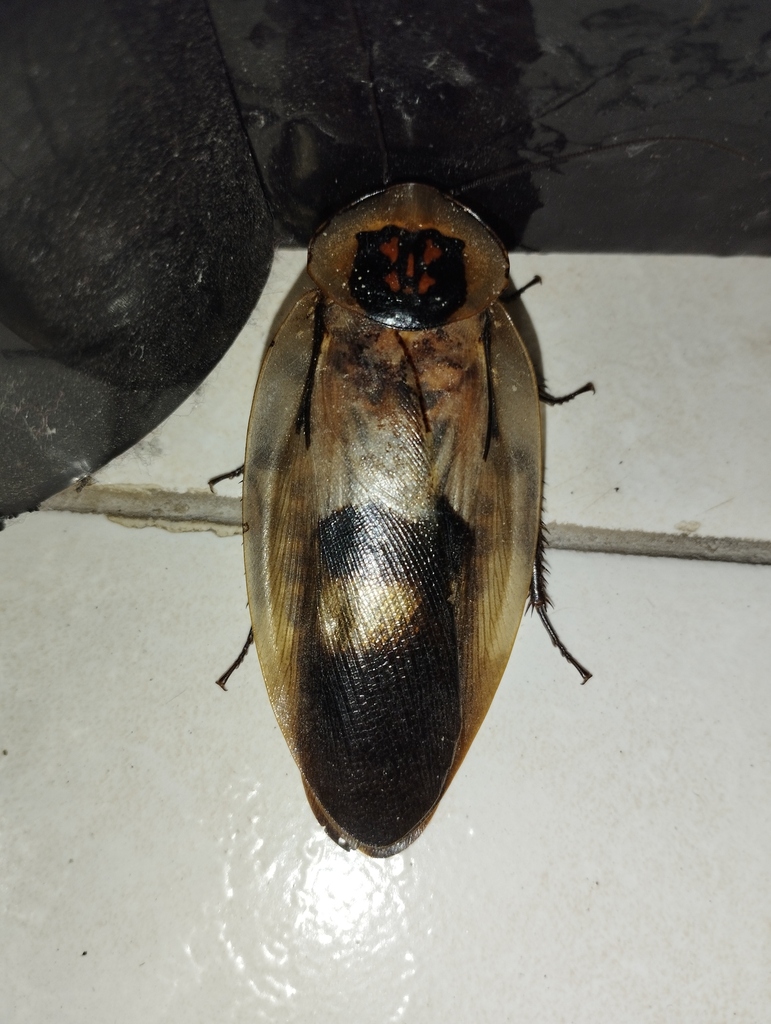 Death’s Head Cockroach from San Martín, Tizimín, Yuc., México on May 7 ...
