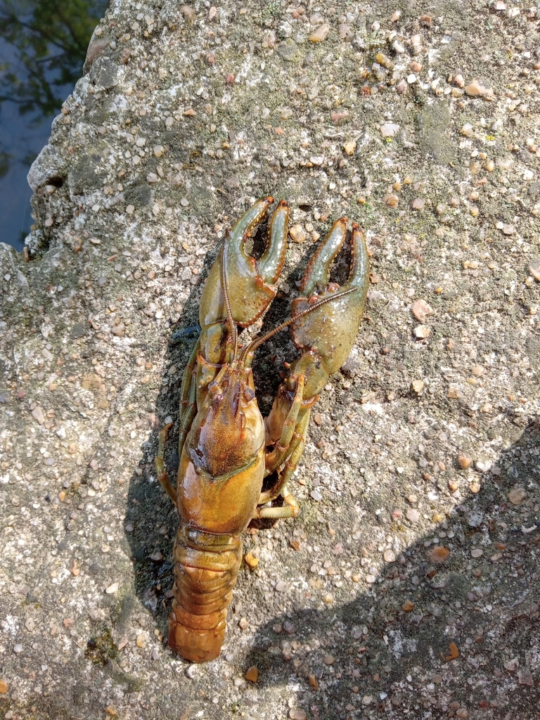 Ringed Crayfish from Cave Springs, AR 72718, USA on May 08, 2023 at 09: ...