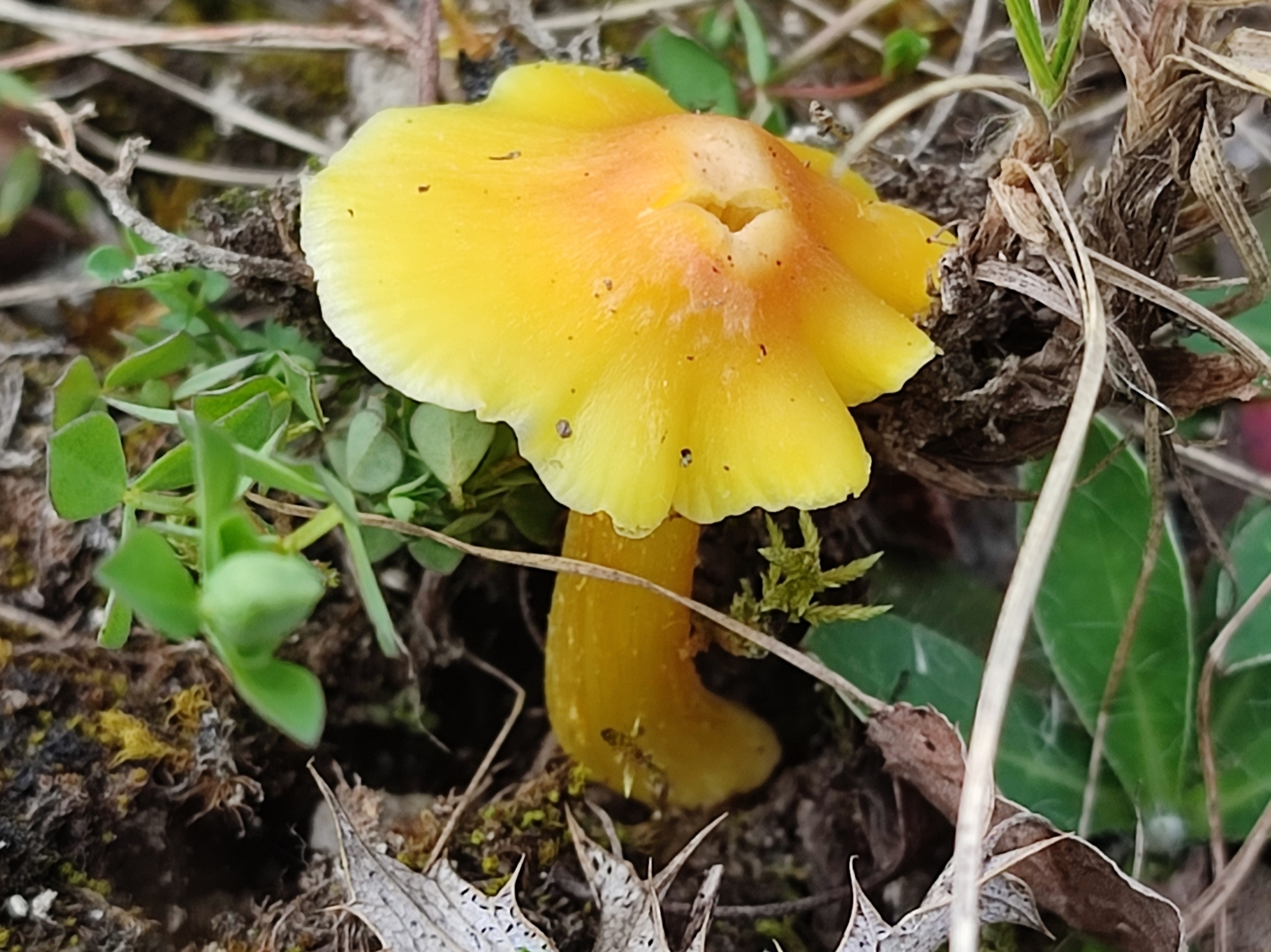 Hygrocybe acutoconica (Clem.) Singer
