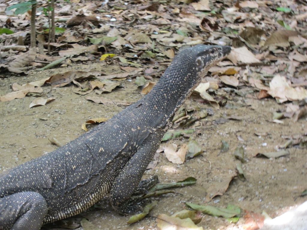 Palawan Monitor from Puerto Princesa, Palawan, Philippines on June 3 ...
