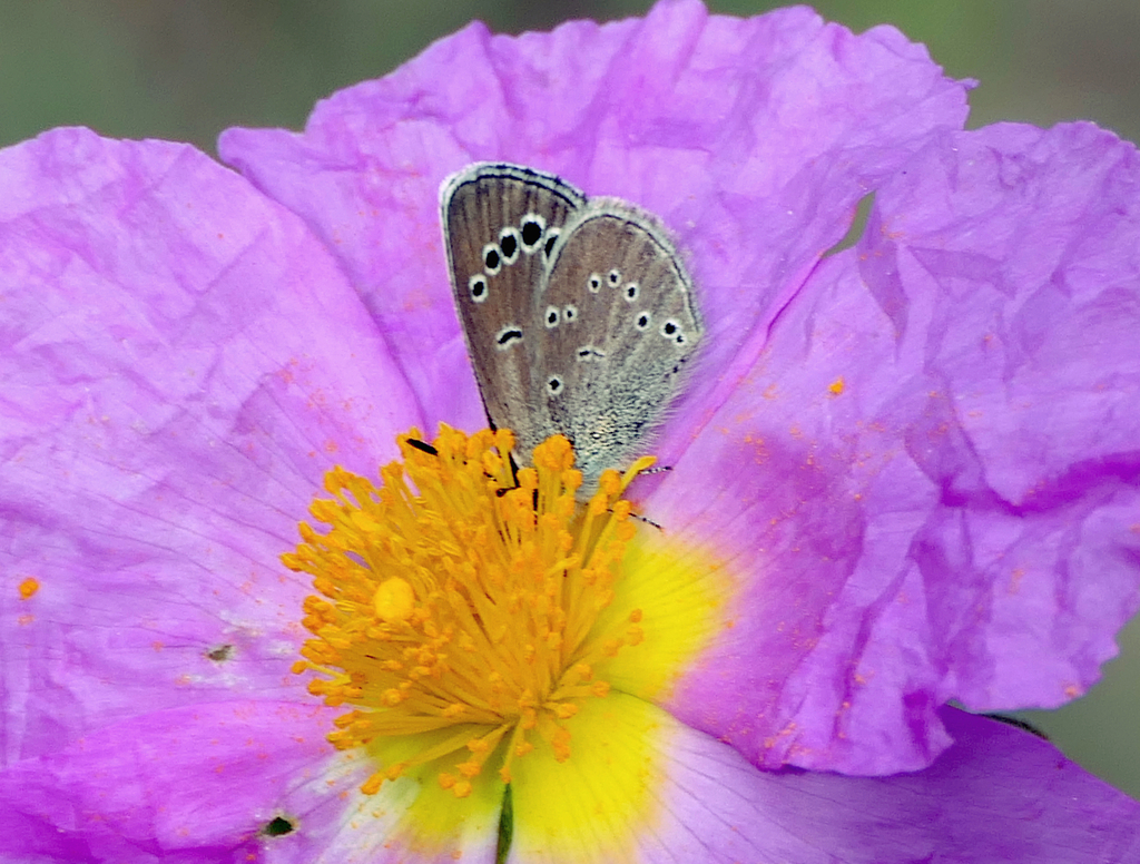 Paphos Blue from Distretto di Pafo, Cipro on April 27, 2023 at 05:05 PM ...