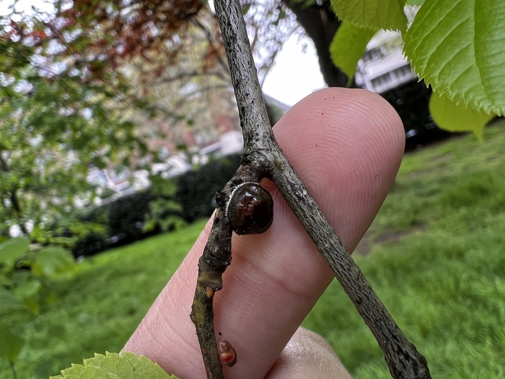 nut scale from Leinster Mews, London, England, GB on May 8, 2023 at 03: ...
